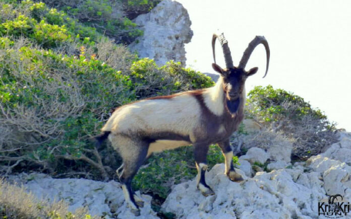 10 Wild & Fun Facts About Crete, Greece - Welcome to Greece