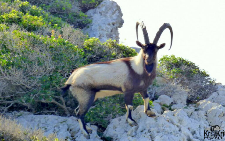 10 Wild & Fun Facts About Crete, Greece - Welcome to Greece