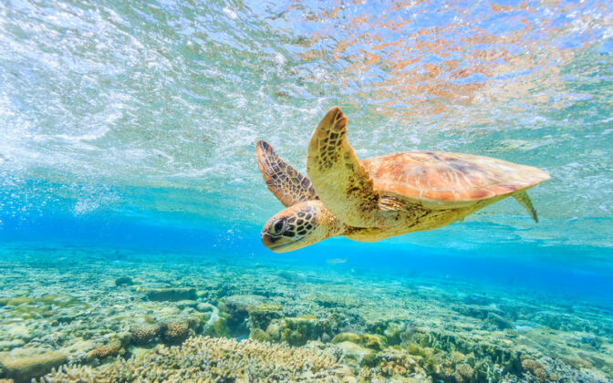 Greek Islands with the Best Marine Life - Welcome to Greece